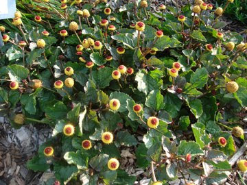 RED CLOVER MAMA: Spilanthes (Acmella oleracea)