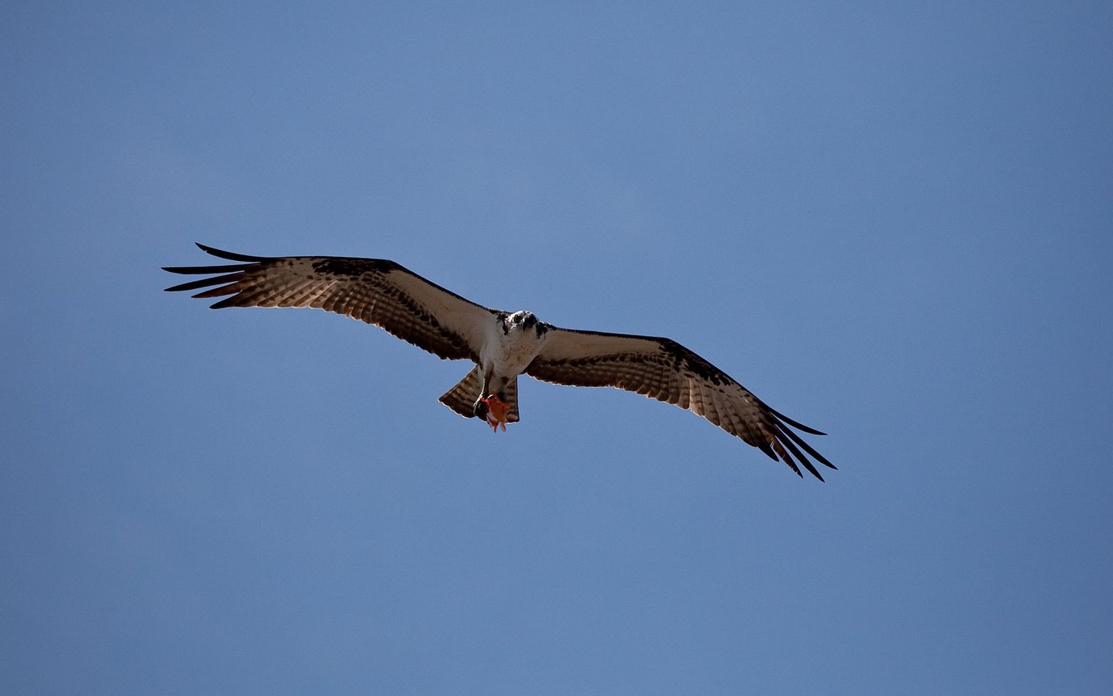 RonNewby: Osprey carrying fish near Highplains Open Space Loveland Colorado