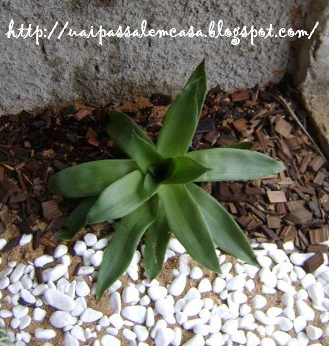 Bromelia - JungleKey.fr Image #800