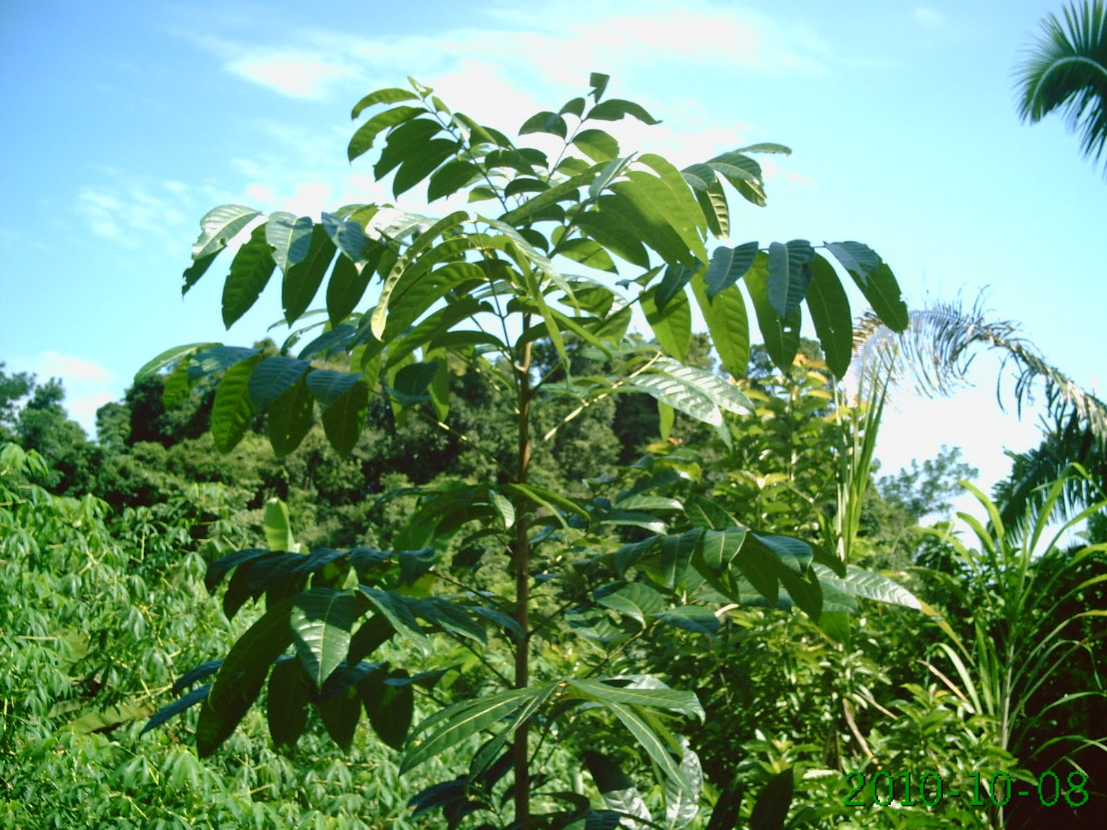Garifuna Reality in Livingston "Labuga" Guatemala: Áhari