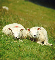 Dickerson Diaries: And We Think We're So Smart