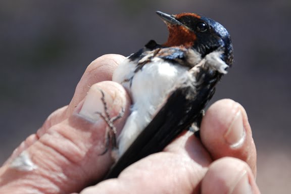 Livet på Lugnet: Den stackars lilla svalan