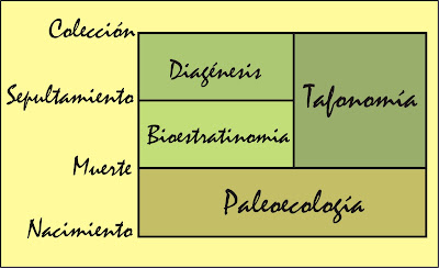 Blog de Tafonomía