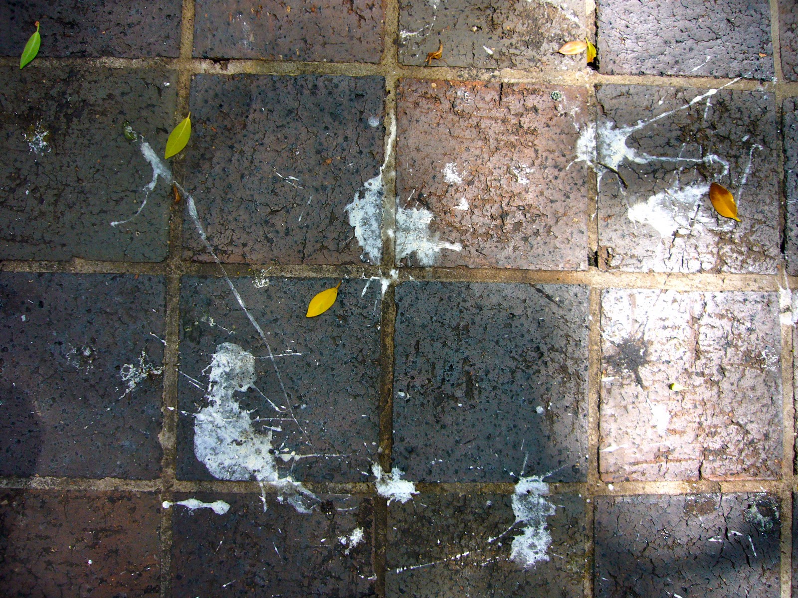 My Darling Darlinghurst: November 2010