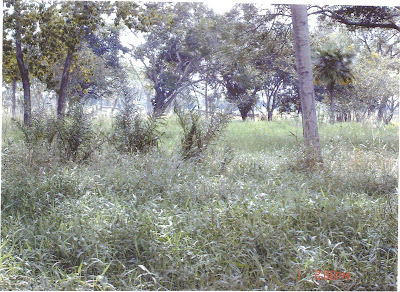 Gyonny: vendo finca en Guanarito sector caño de Indio de 381 has con ...