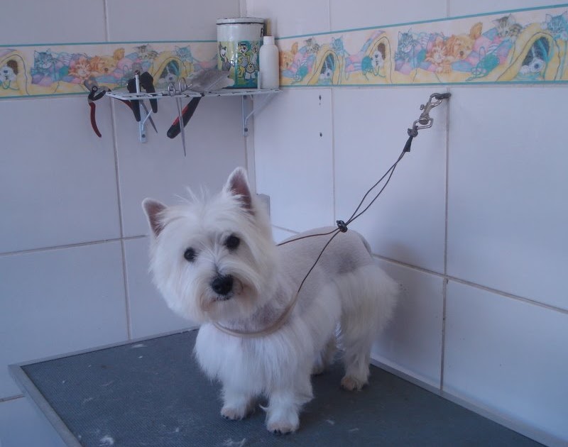 Curso de Tosa: West Terrier