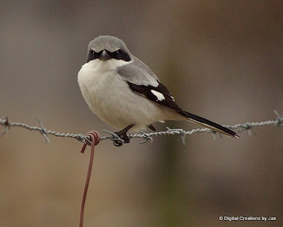 On Carolina Wings: Shrike...the Little Masked Bird of Prey