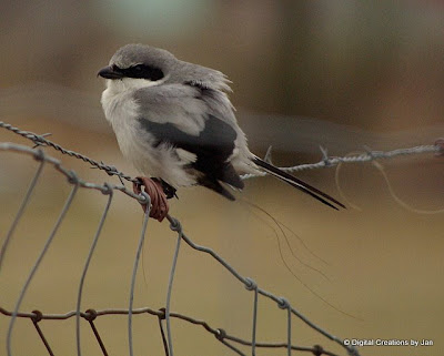 On Carolina Wings: Shrike...the Little Masked Bird of Prey
