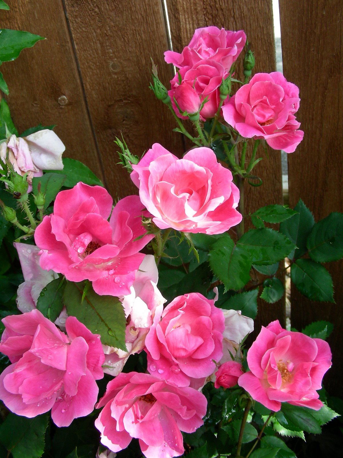 My Iowa Garden: Knock Out Roses