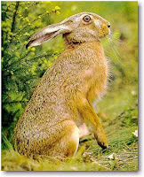 Universo Animal: Curiosidades sobre las liebres