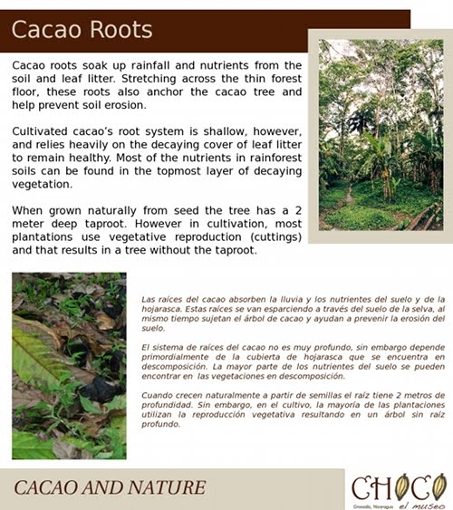 ChocoMuseo, Granada Nicaragua: The Different parts of the Cacao Tree