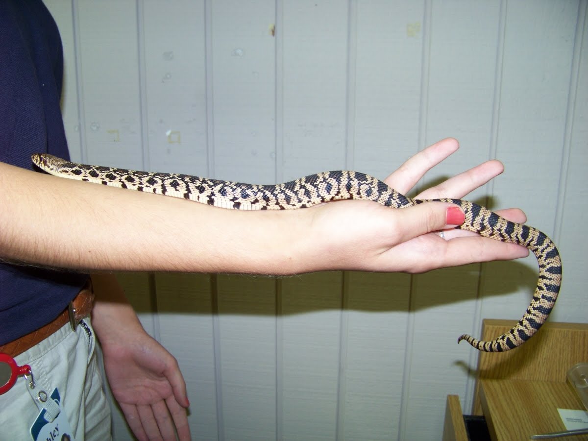 Woodland Park Zoo Blog: Hatchling snakes return to wild in Louisiana