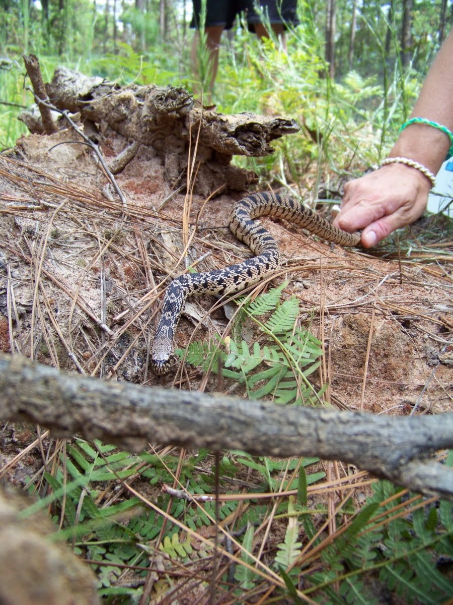 Hatchling snakes return to wild in Louisiana