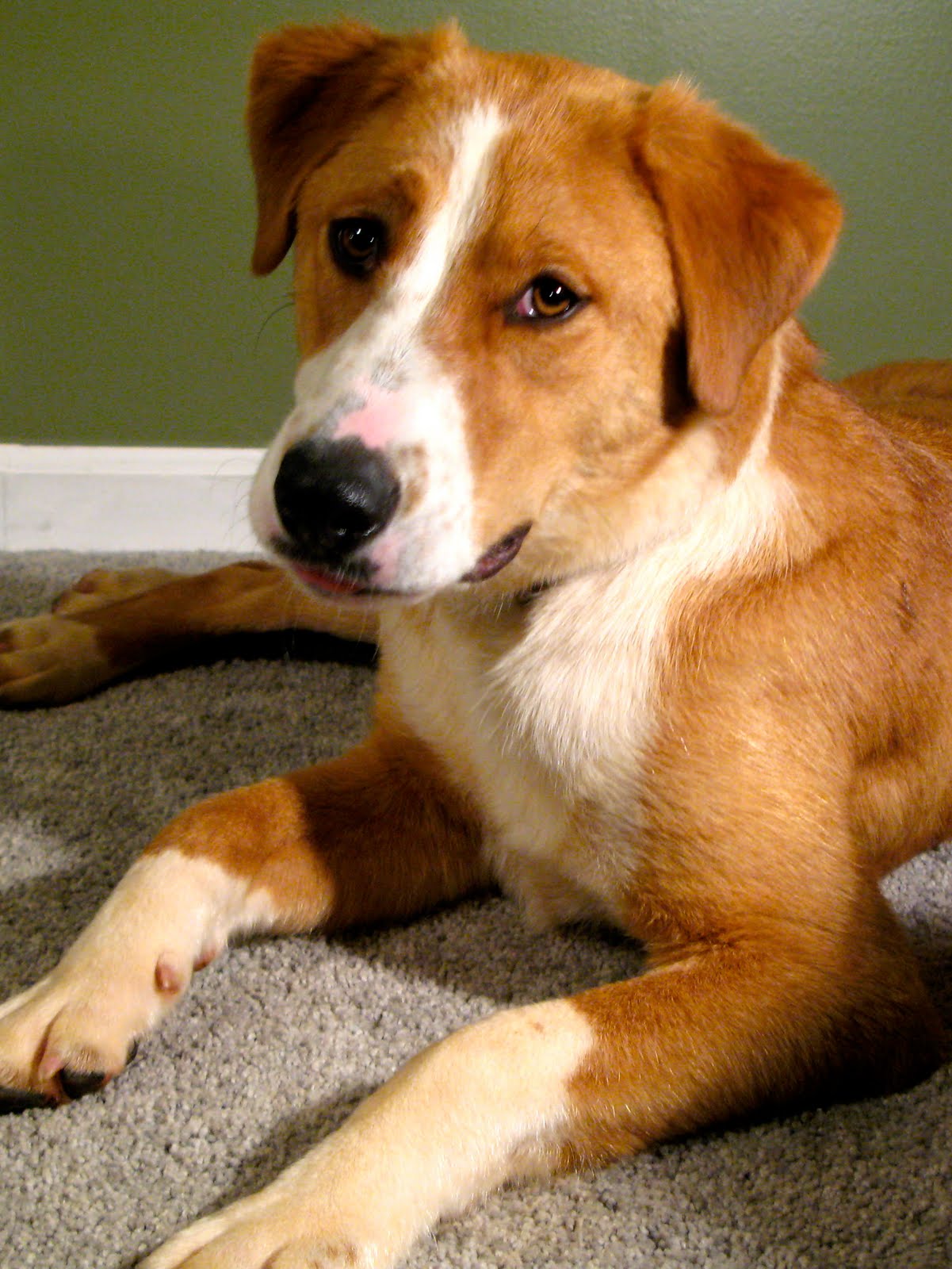 the foster roster: bridgett :: toller mix