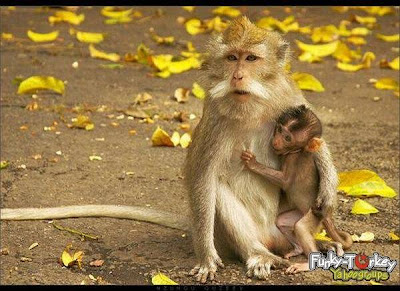 lovely pets: sweet animal