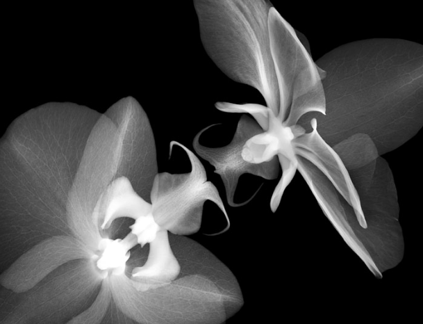 Ultimate Examples of X-Ray Photography by Nick Veasey | ~Spicx~