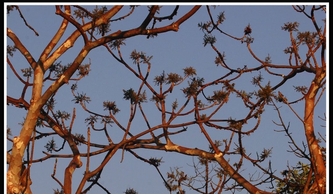 Let's go for a vacation - Saru and Vamsee's Travels: Karnala Bird Sanctuary