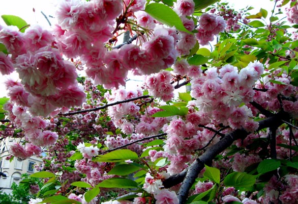 Blog do Ale' Italia: Primavera na Italia: A paisagem se transforma ...