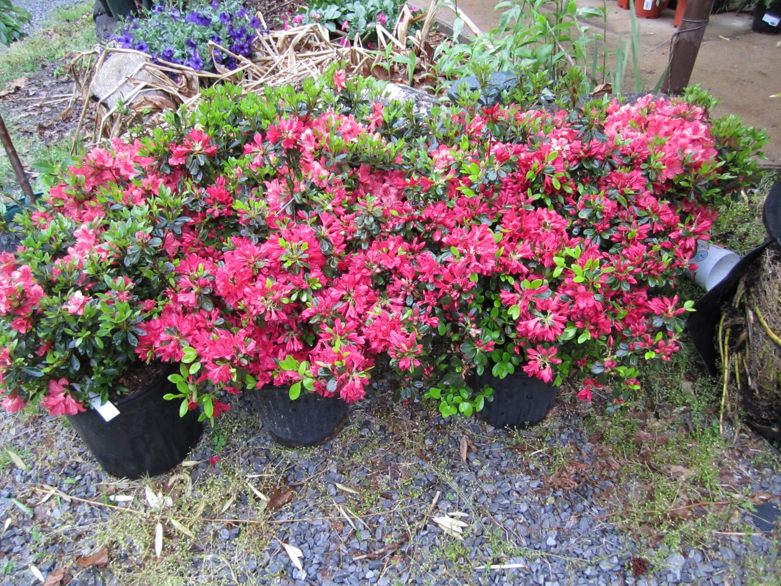 Gone Walkabout: Amish Plant Auction