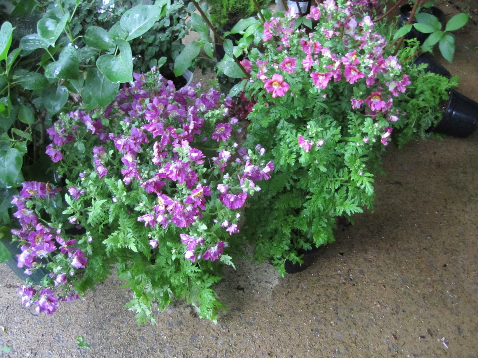 Gone Walkabout: Amish Plant Auction