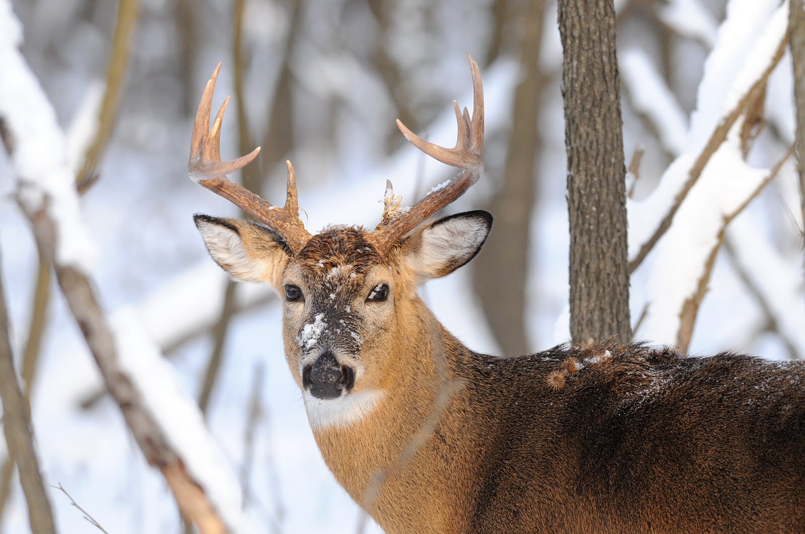Free Press Photo News: Whitetail buck - Mark Morrison