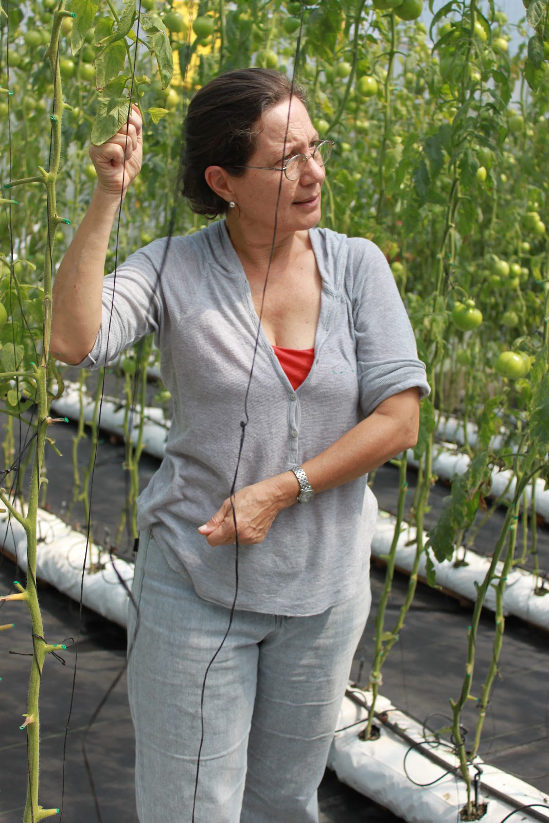 Finca Hierbaroma: "Los Guapos" de D. Vicky - Tomates Getsemaní de Heredia