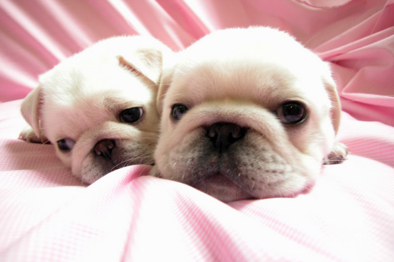 blog.julieandcompany: Wacko Pugs, installment four: albino pugs!
