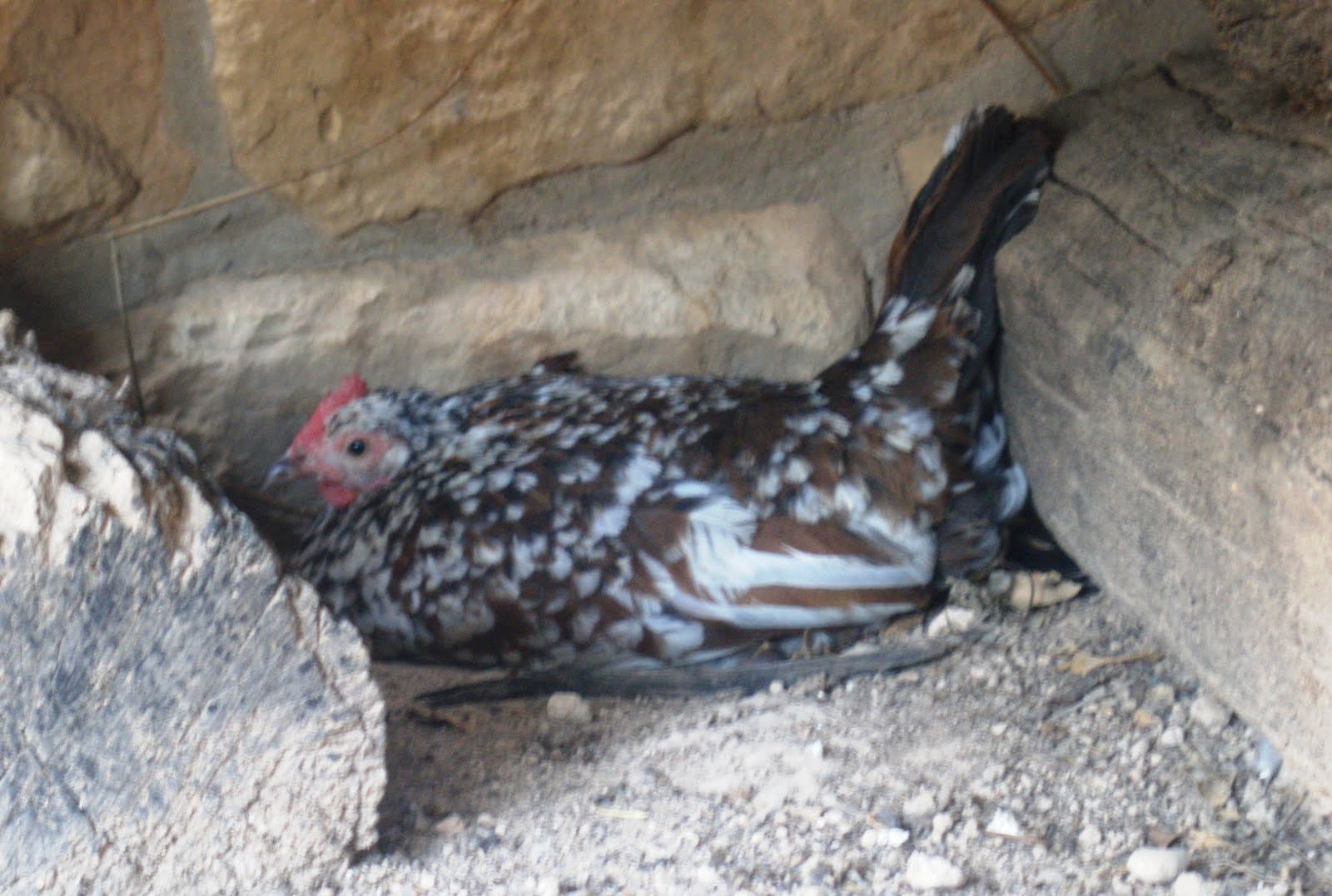 Finca Quercus: Mis gallinas enanas y kikas