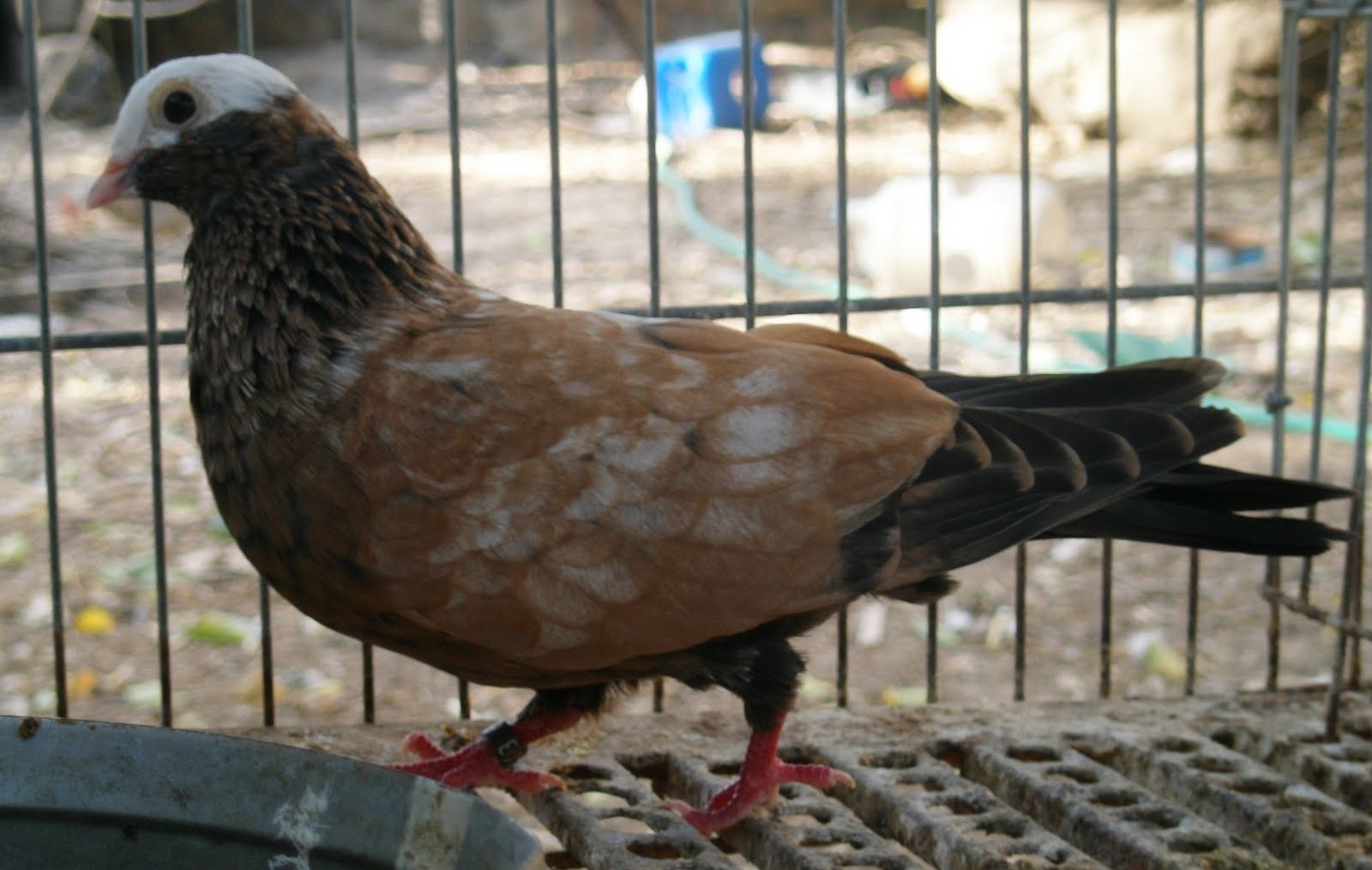 Finca Quercus: Animales que crio