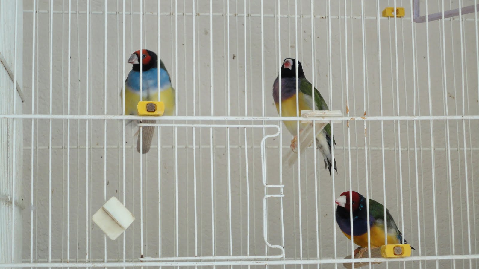 Finca Quercus: Otros