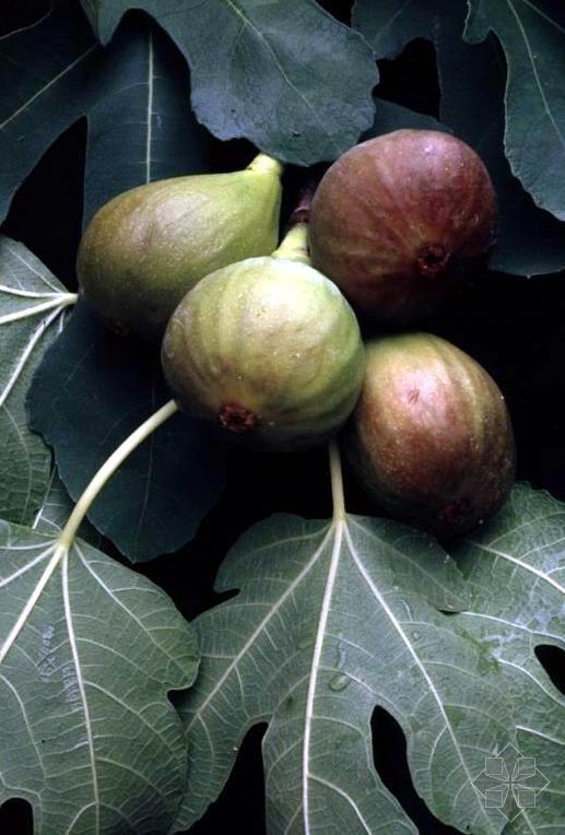Wonderful of living is Healthy And Happy will be Lucky: Figs (无花果)