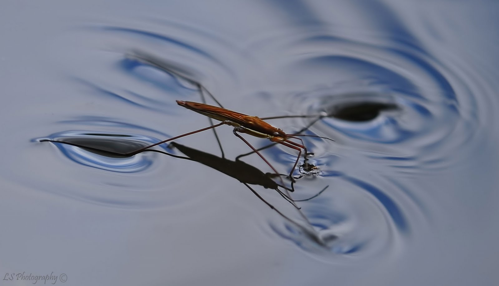 BugsRodsnPhotography: Water Skeeters