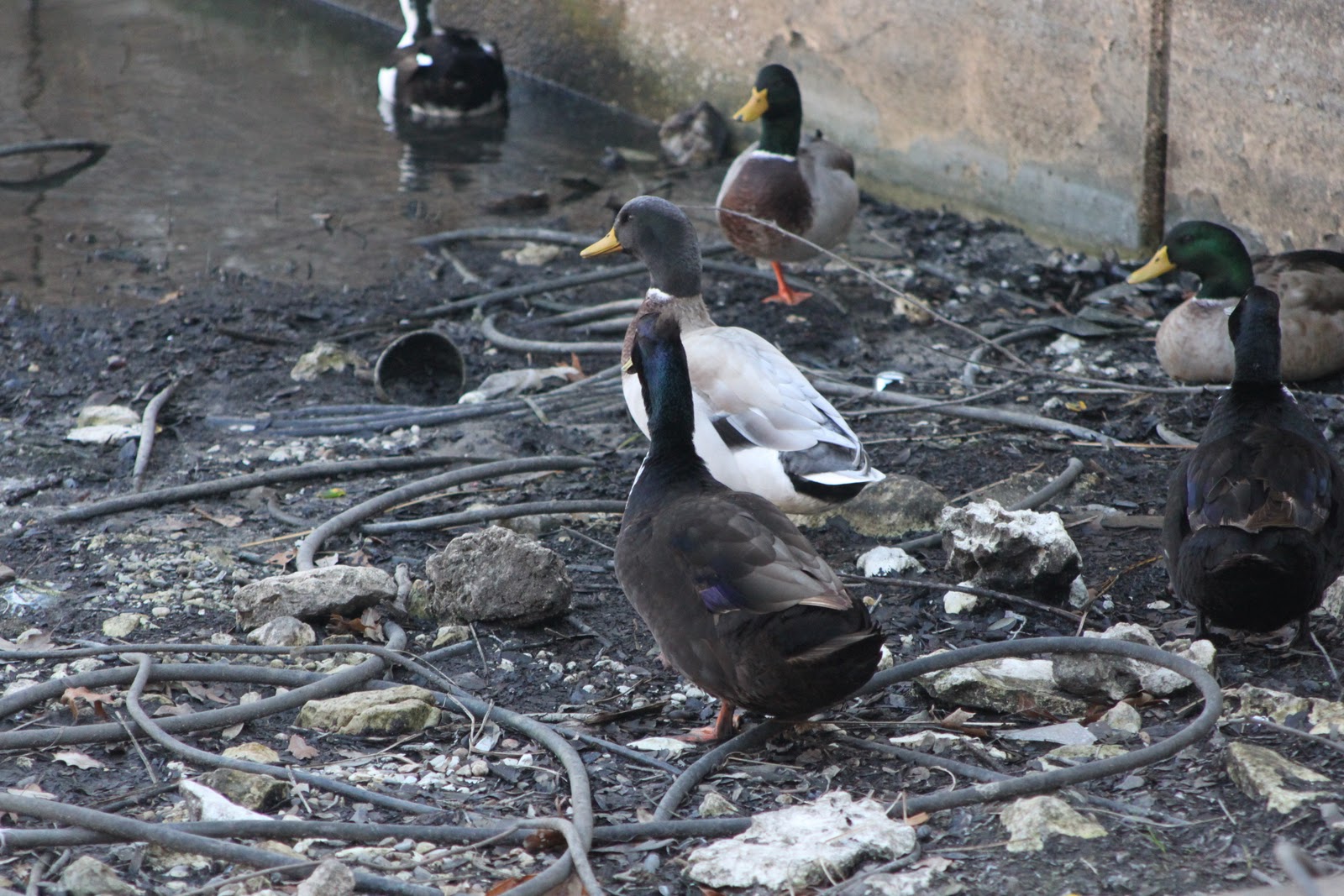 Kian Caplan Photography: A Duck Pound
