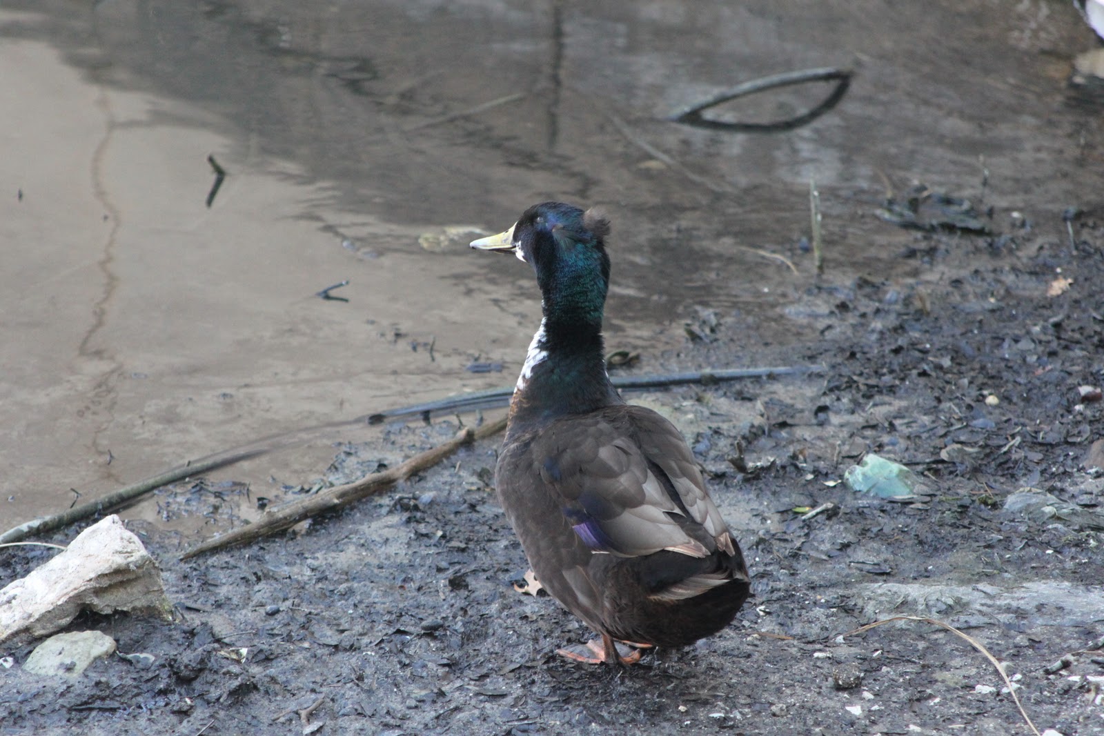 Kian Caplan Photography: A Duck Pound