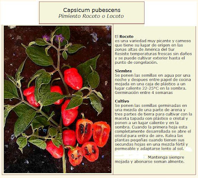 Rocoto o locoto (capsicum pubescens) | Plantas y hortalizas