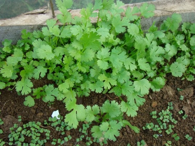 Cilantro | Plantas y hortalizas