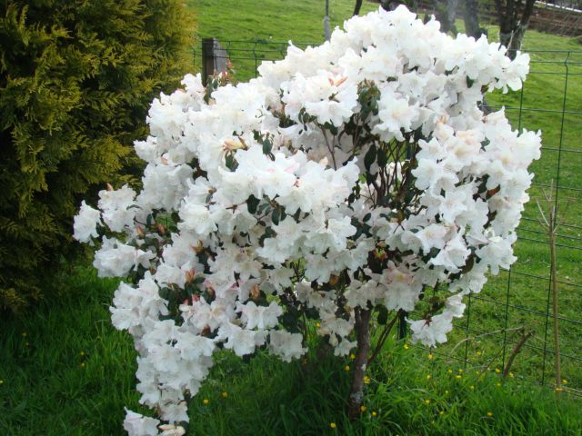 Himalaya | Plantas y hortalizas