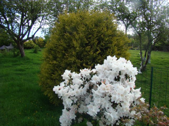 Himalaya | Plantas y hortalizas