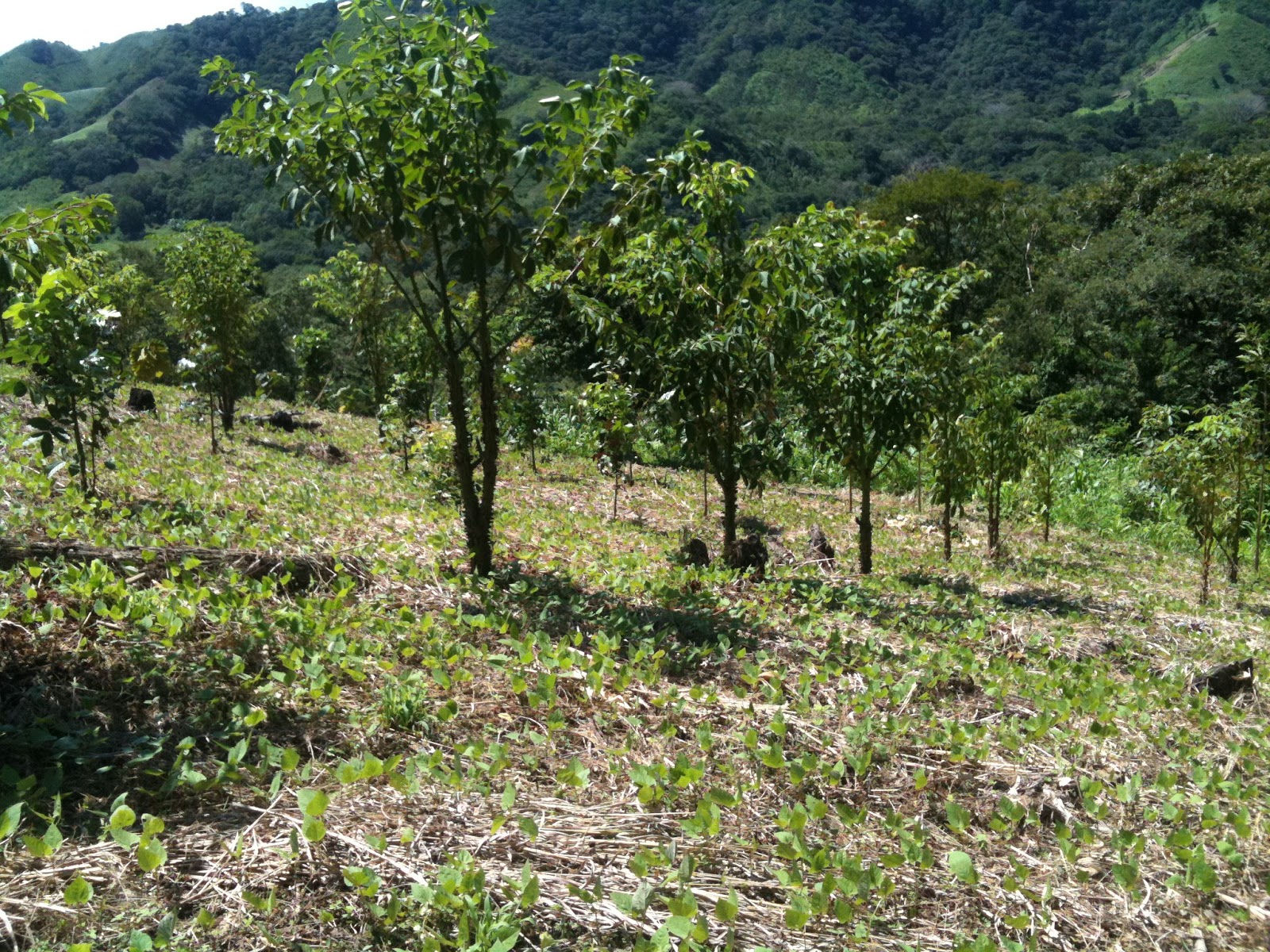 Forestry Blog: Integrated Tropical Timber Plantations