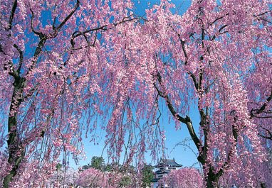The Four Seasons Of Japan - In Spring Pictures-World Travel Guide ...