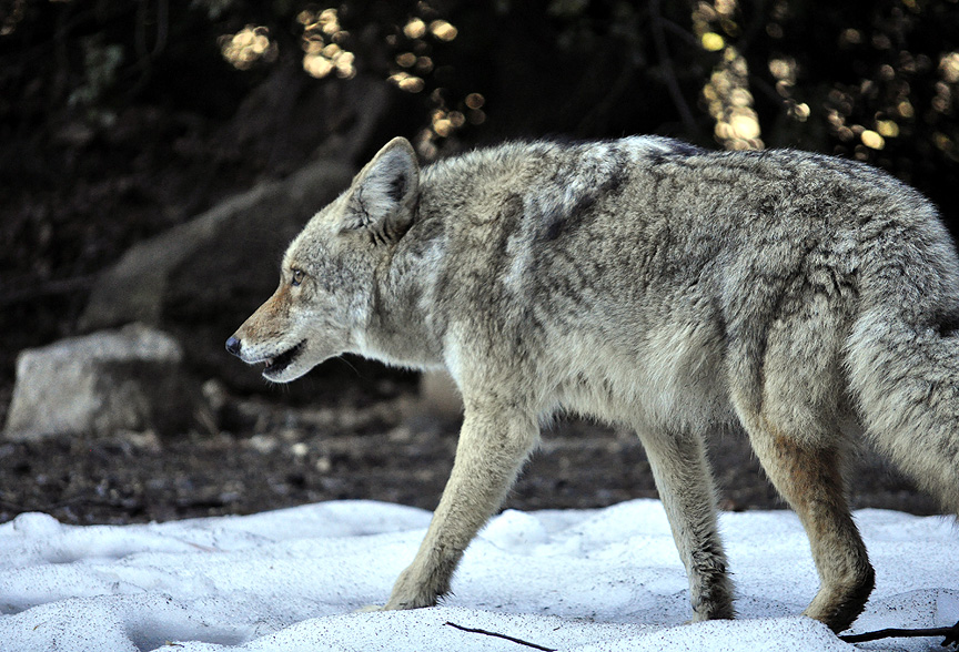 Woodland Shoppers Paradise: Yosemite in Winter - 3 of 3
