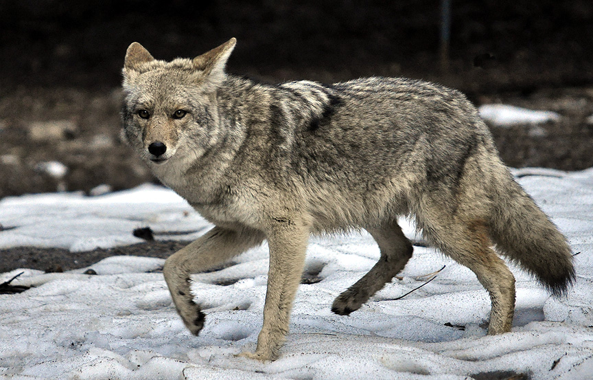 Woodland Shoppers Paradise: Yosemite in Winter - 3 of 3