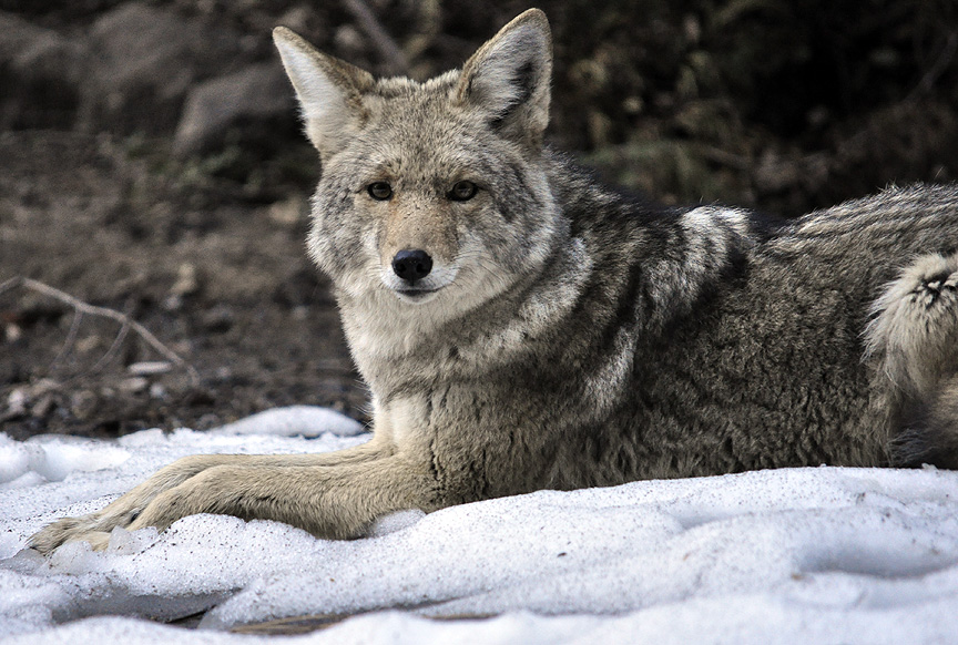 Woodland Shoppers Paradise: Yosemite in Winter - 3 of 3