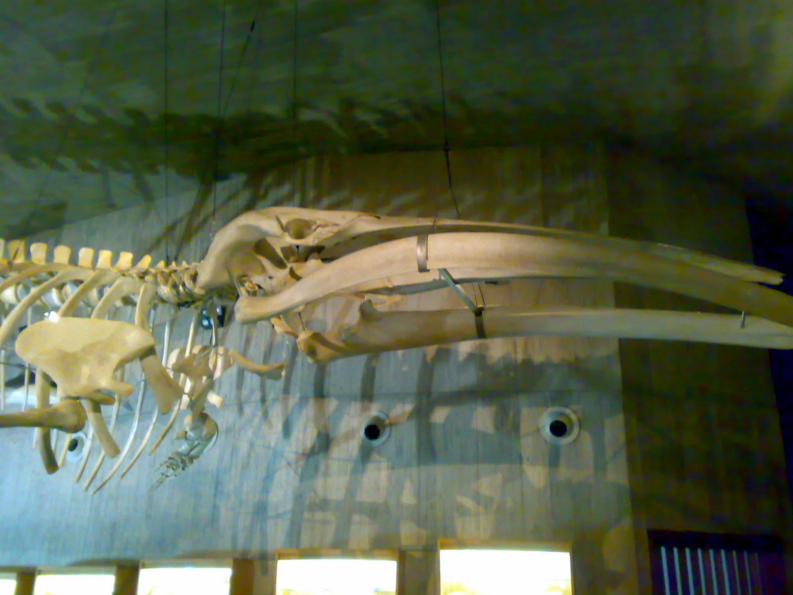 Orcinus orcas: ESQUELETOS DE MAMÍFEROS MARINOS