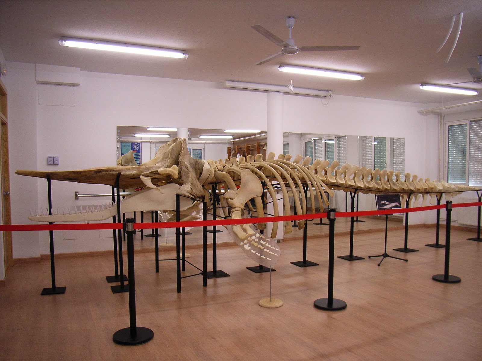 Orcinus orcas: ESQUELETOS DE MAMÍFEROS MARINOS