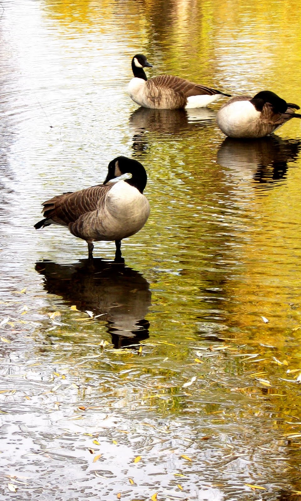 The Traveling Cube: PHOTOS: Geese @ Boston Commons