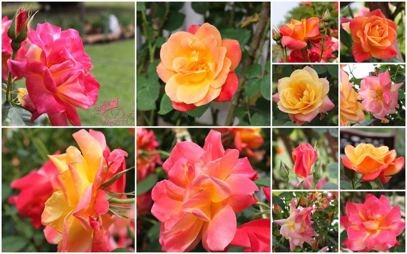 joseph's coat rose | Climbing roses, Josephs coat, Rose