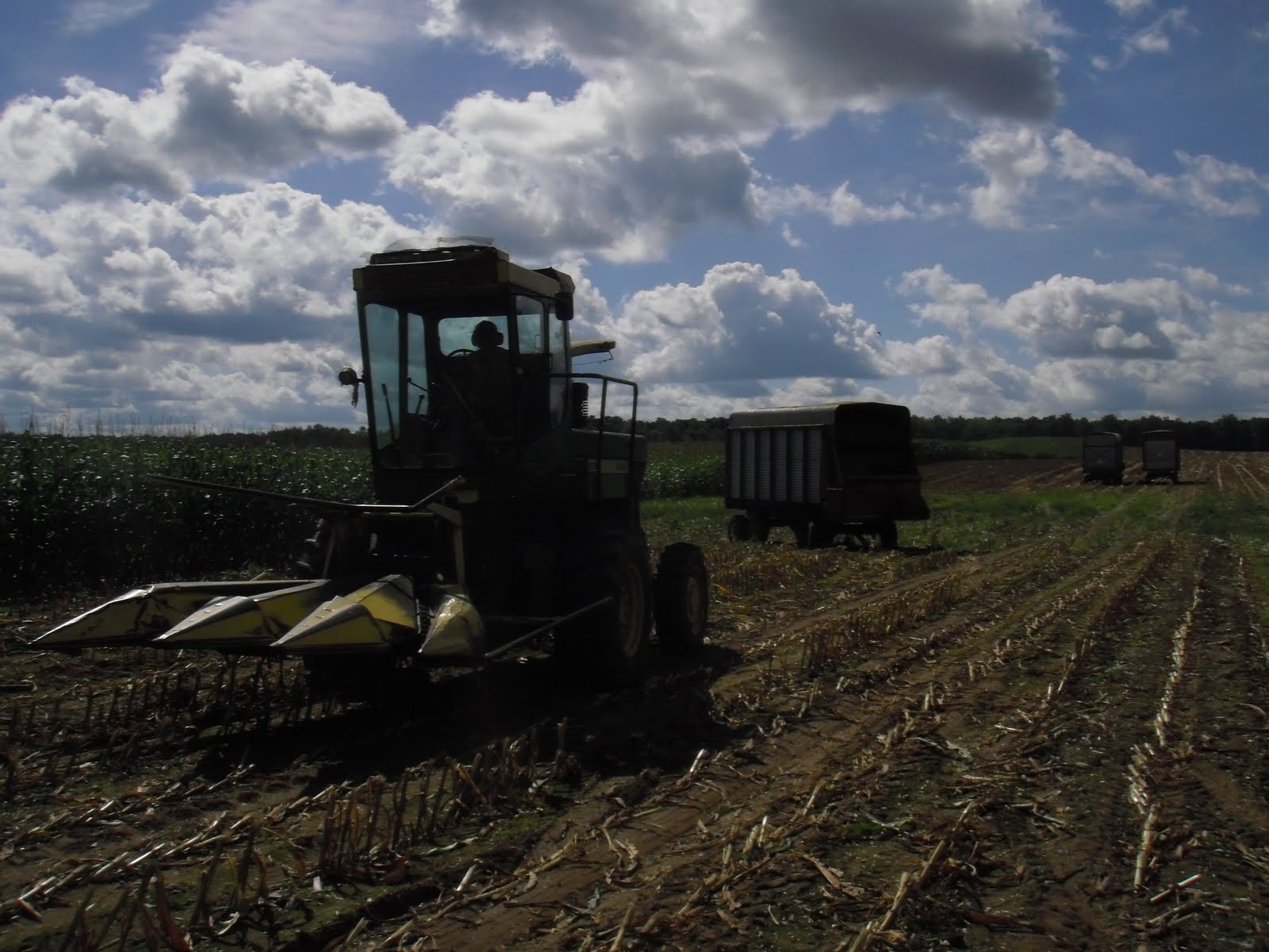 Milligan Dairy Farm: More Silage