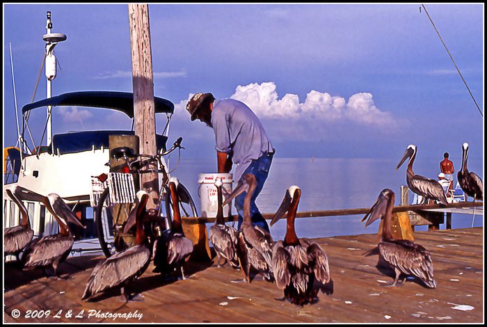 Cedar Key (Florida) Photos: Feeding the pelicans on the old pier