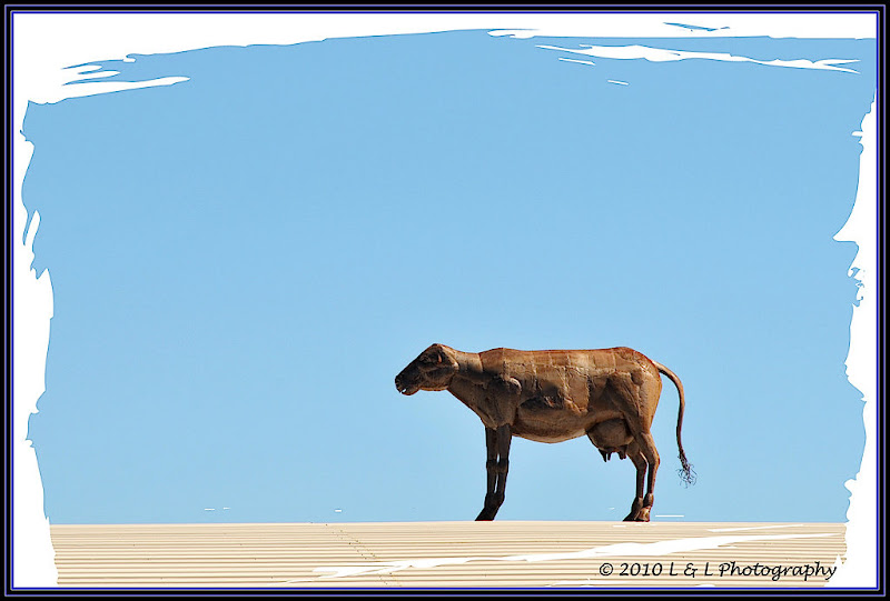 Colorado in Color: Cow on roof - Salida